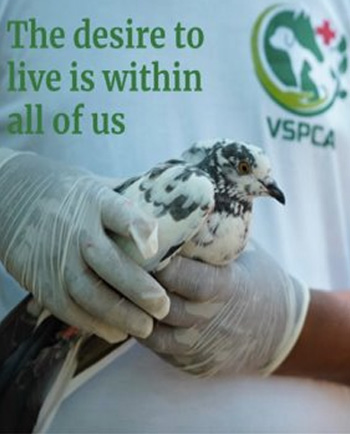 VSPCA Cares – VSPCA